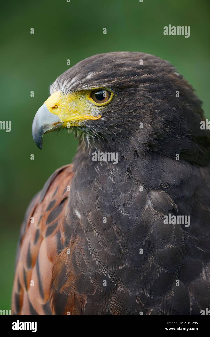 Desert Buzzard (Parabuteo unicinctus), portrait, North Rhine-Westphalia ...
