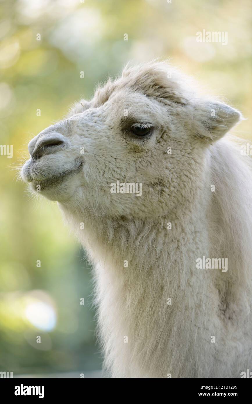 Bactrian camel (Camelus ferus), young animal, portrait Stock Photo - Alamy