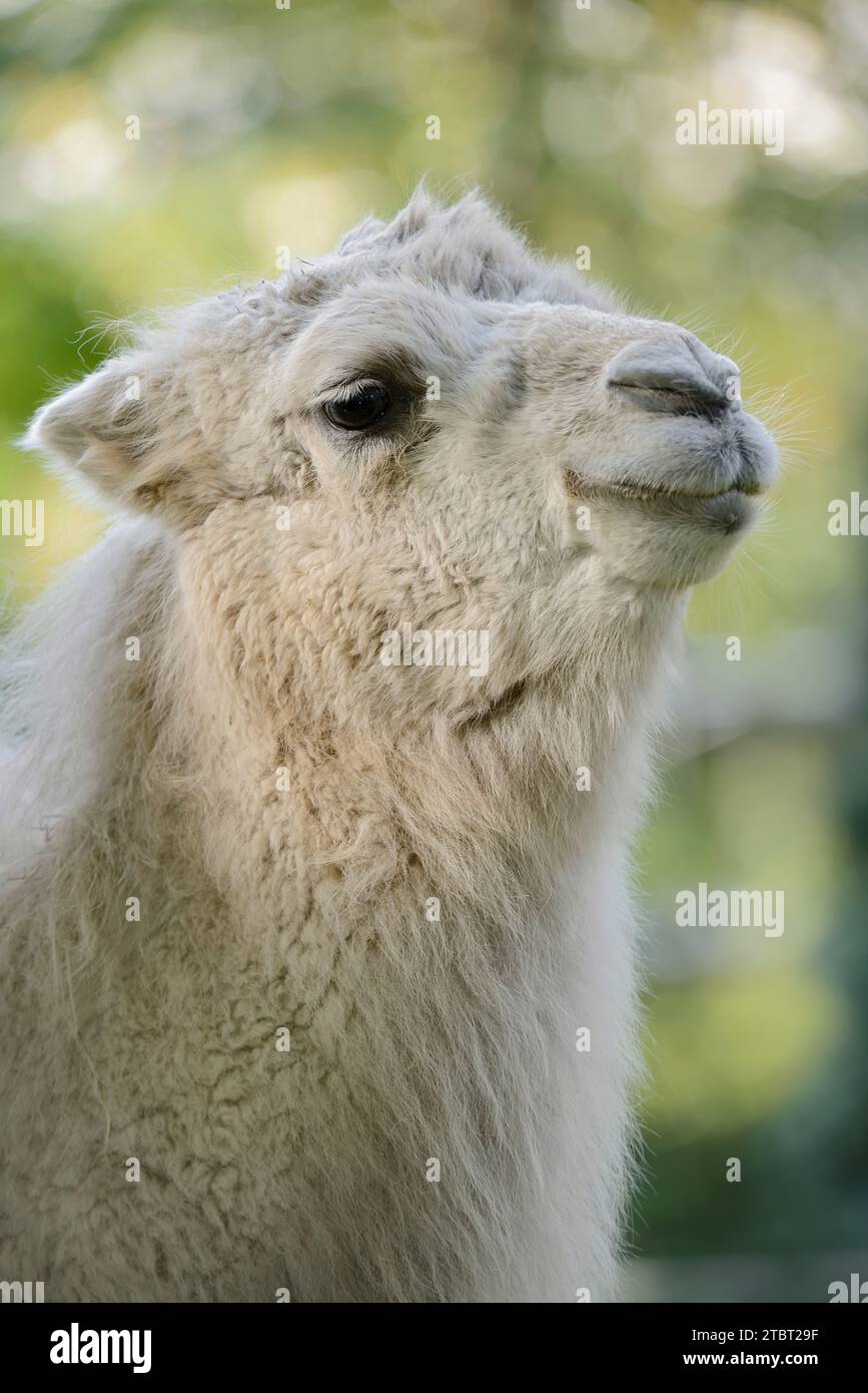 Camel ferus baby hi-res stock photography and images - Alamy