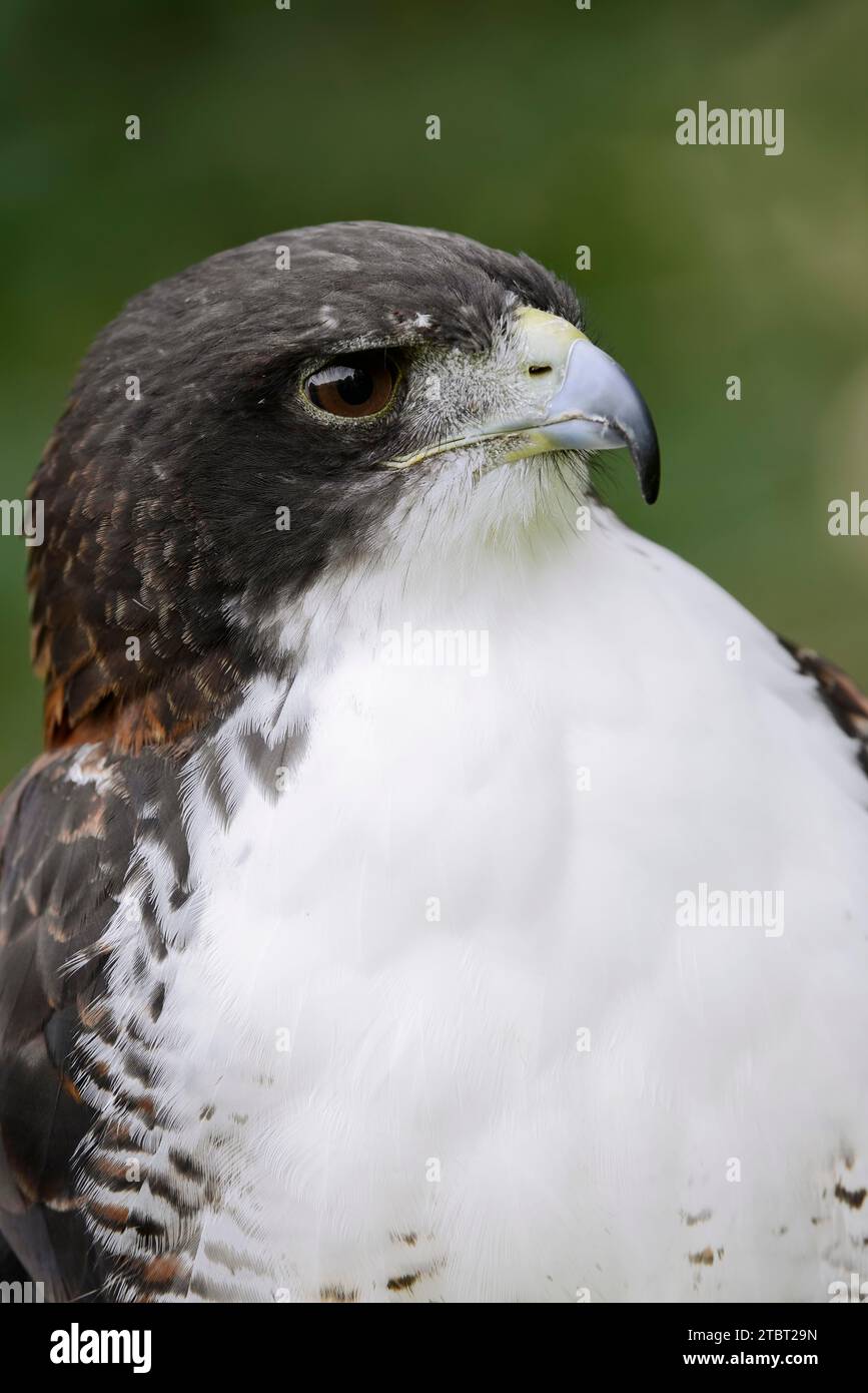 Hybrid between White-tailed Hawk and Red-backed Hawk (Buteo ...