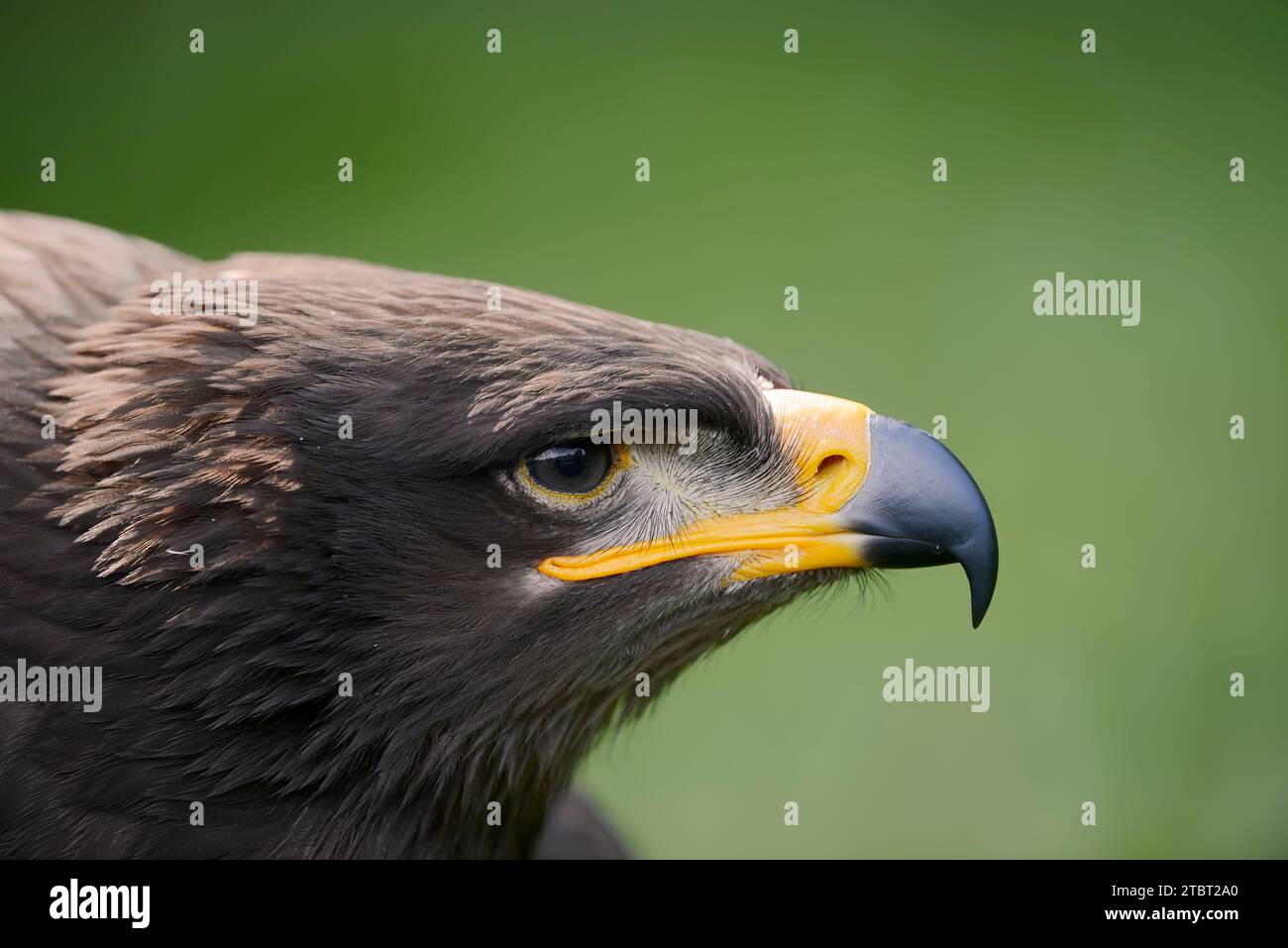 Steppe eagle (Aquila nipalensis), portrait Stock Photo - Alamy
