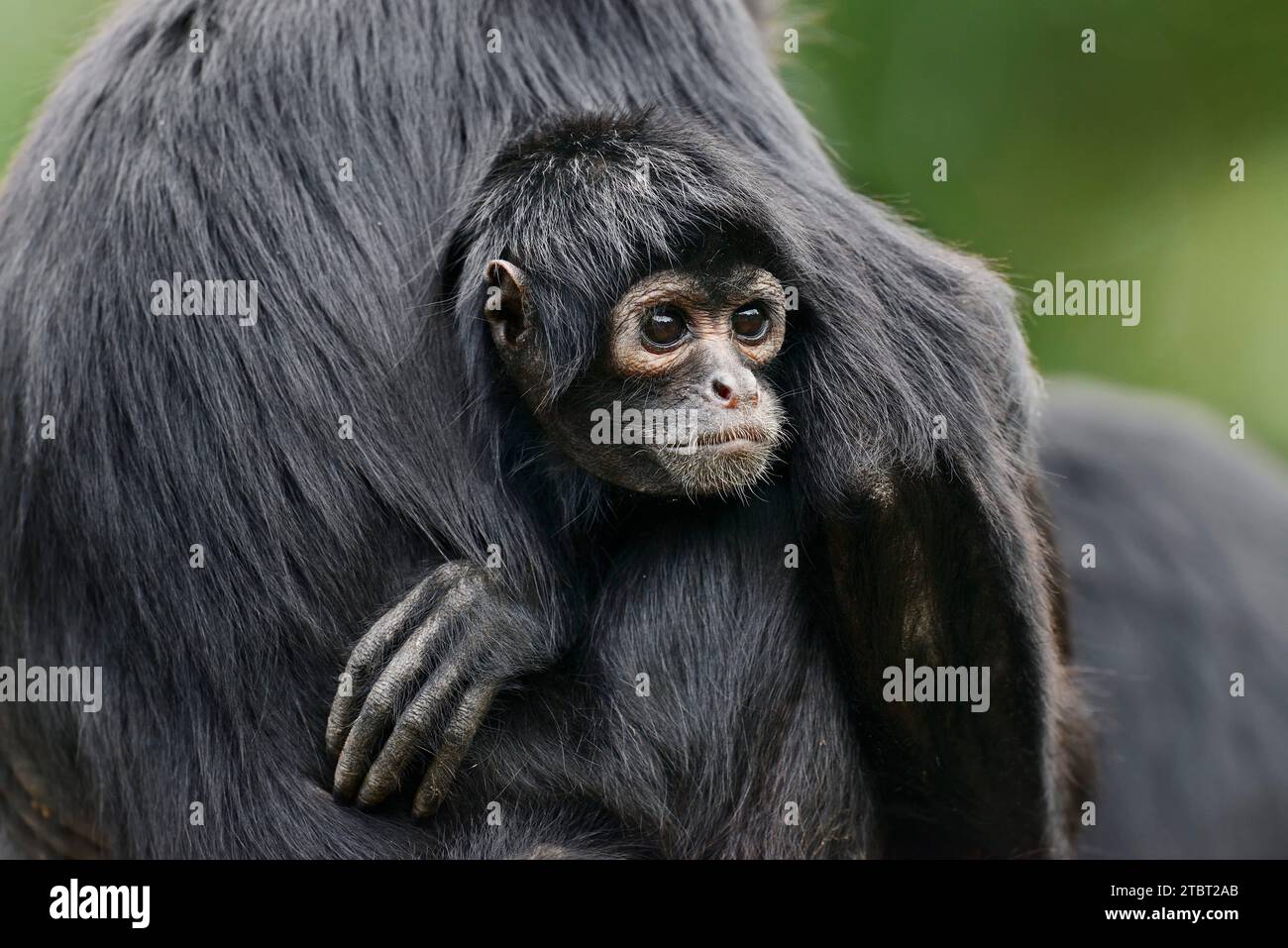 Black-headed spider monkey (Ateles fusciceps rufiventris, Ateles ...