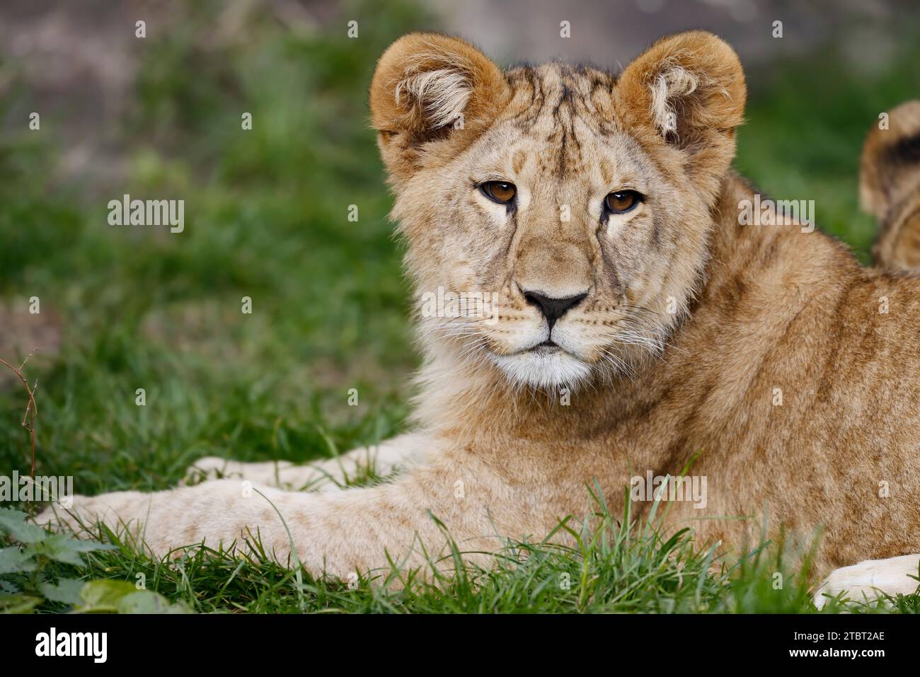 African lion (Panthera leo), cub Stock Photo - Alamy African lion (Panthera leo), cub Stock Photo - Alamy