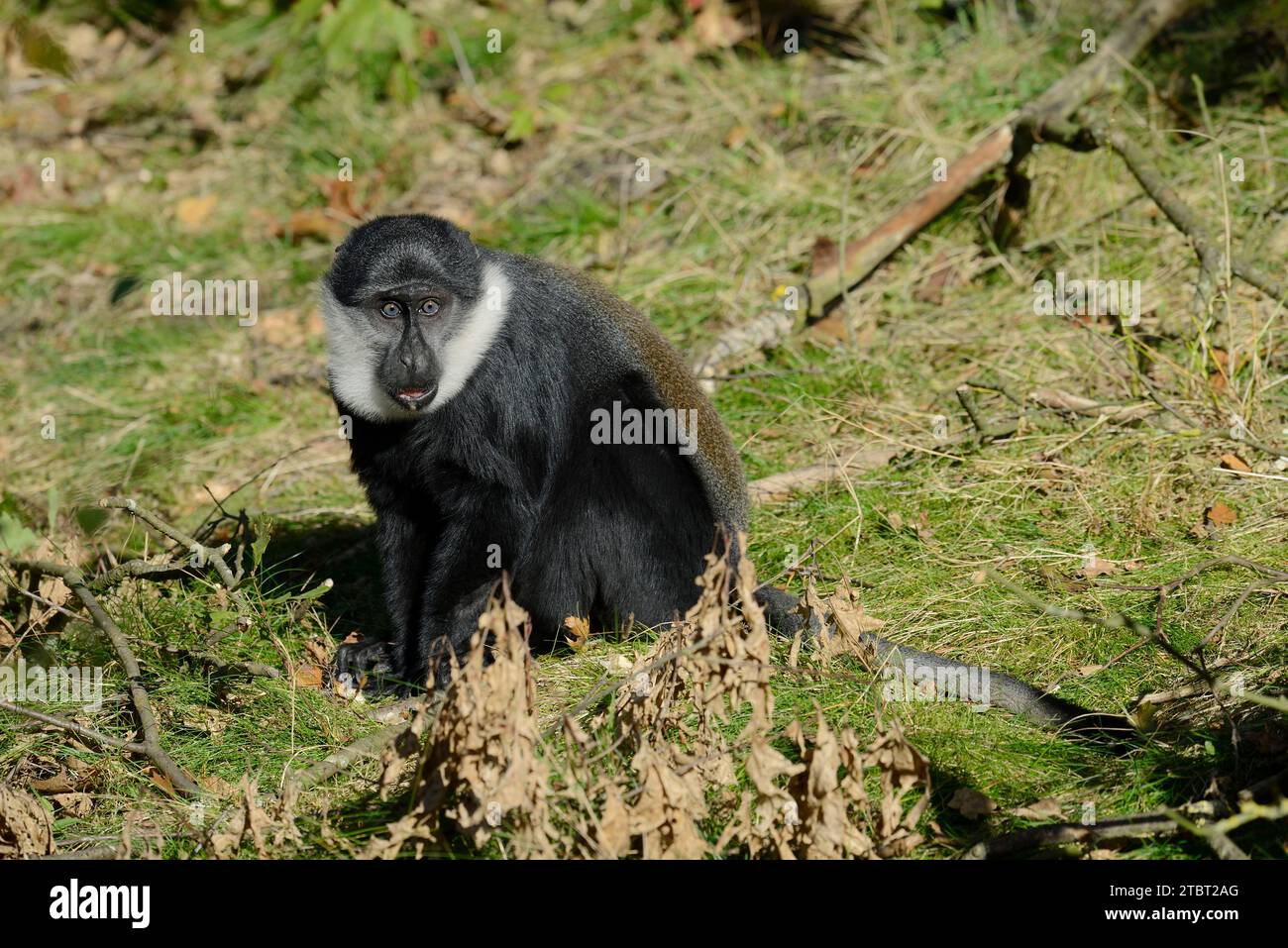Eastern full-bearded guenon (Allochrocebus lhoesti, Cercopithecus ...