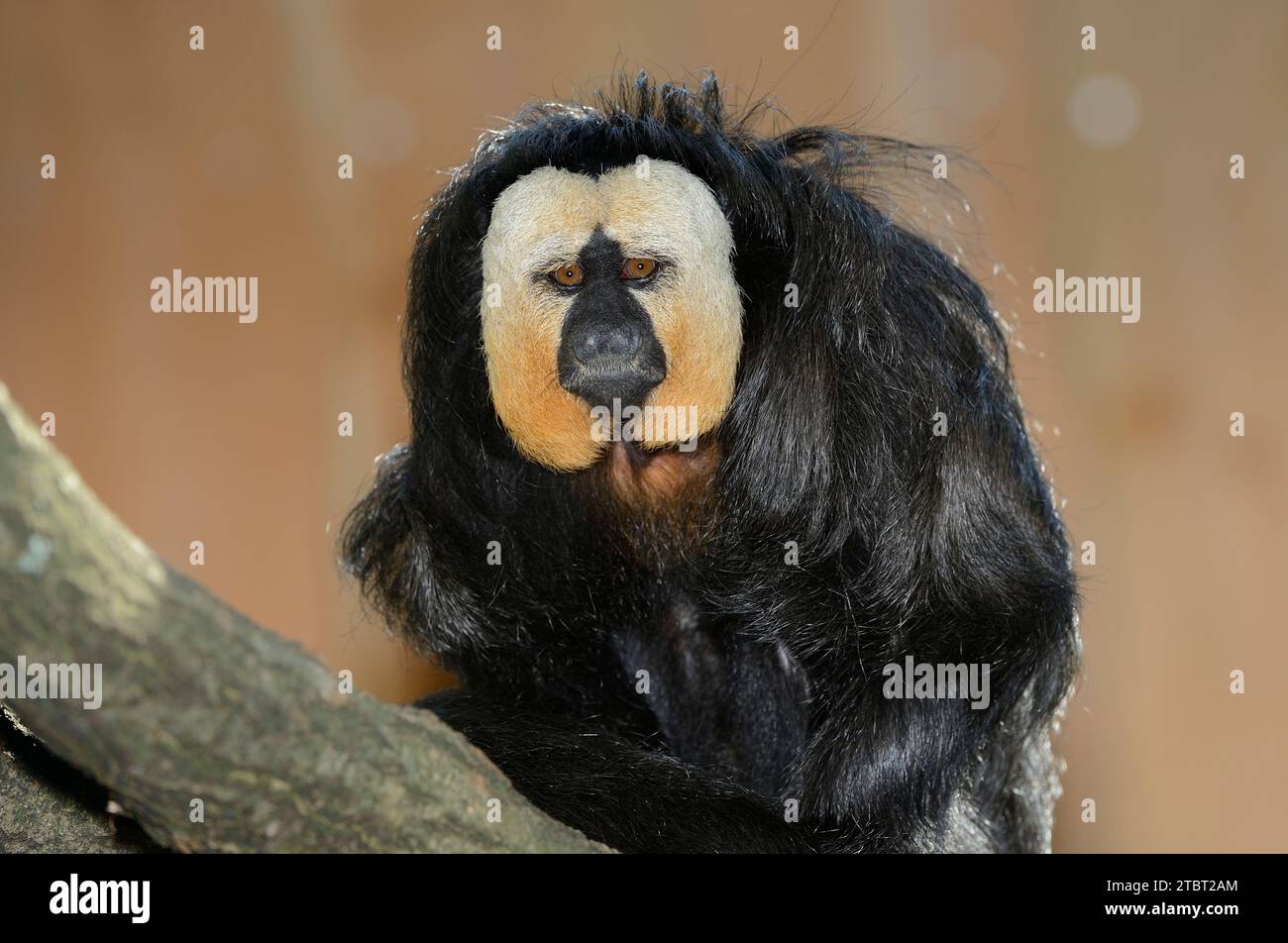 White-headed saki or pale-headed saki (Pithecia pithecia), male Stock ...