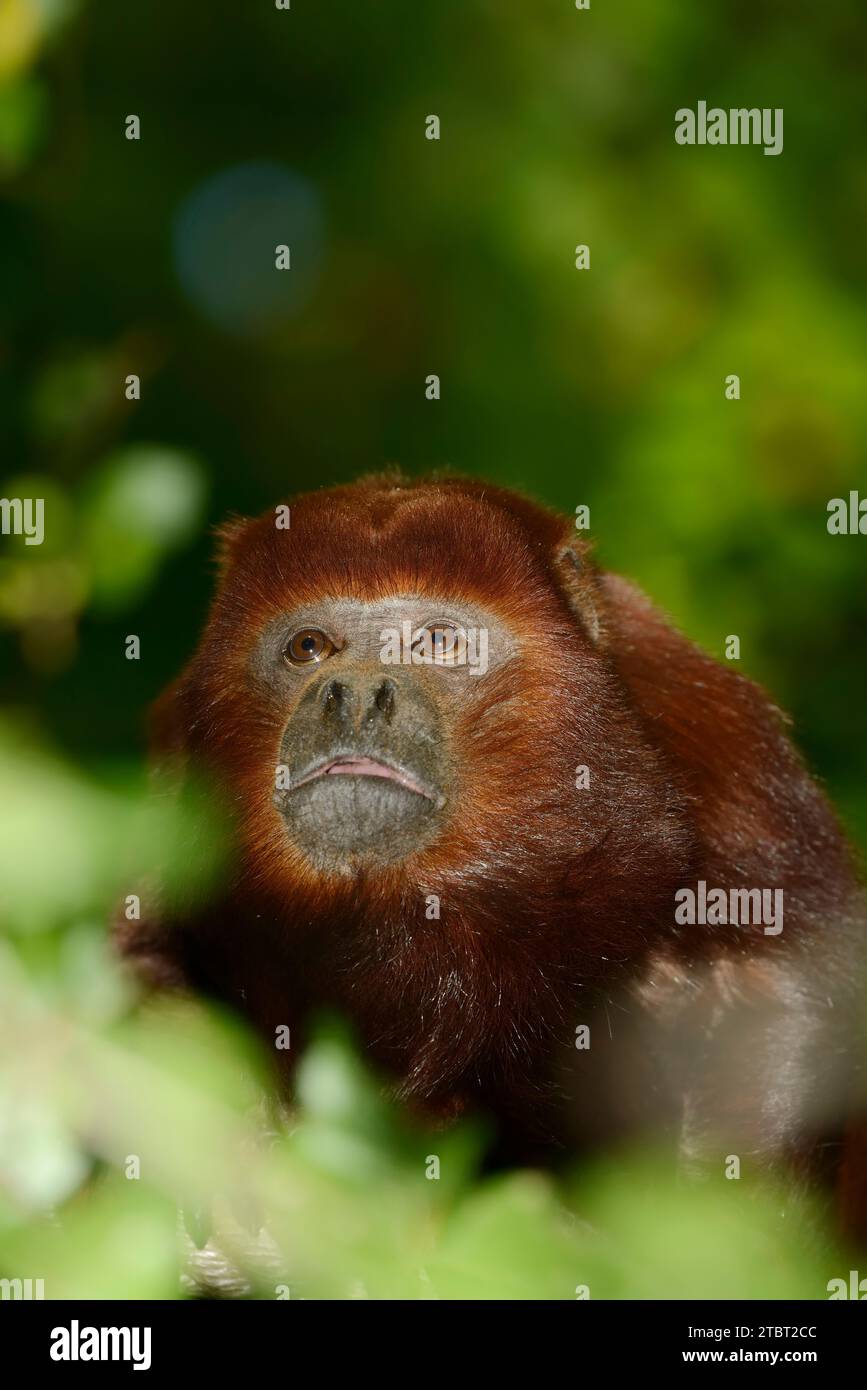 Red howler monkey (Alouatta seniculus Stock Photo - Alamy
