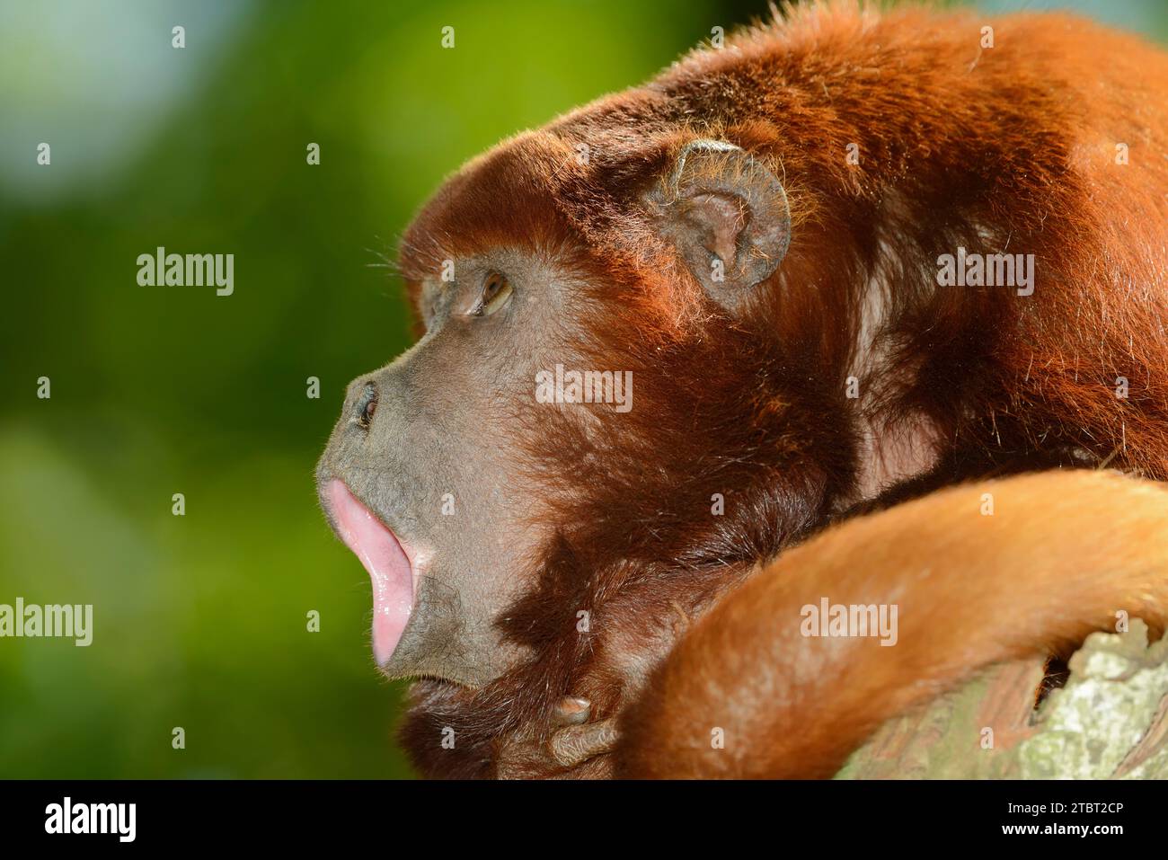 Black howler monkey calling hi-res stock photography and images - Alamy