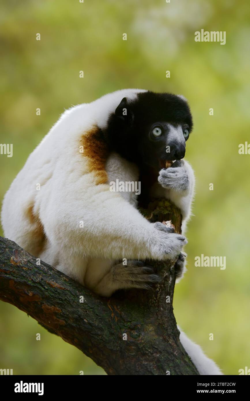 Crown sifaka (Propithecus coronatus, Propithecus verreauxi coronatus ...