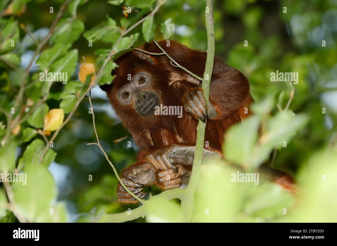 Red howler monkey (Alouatta seniculus Stock Photo - Alamy