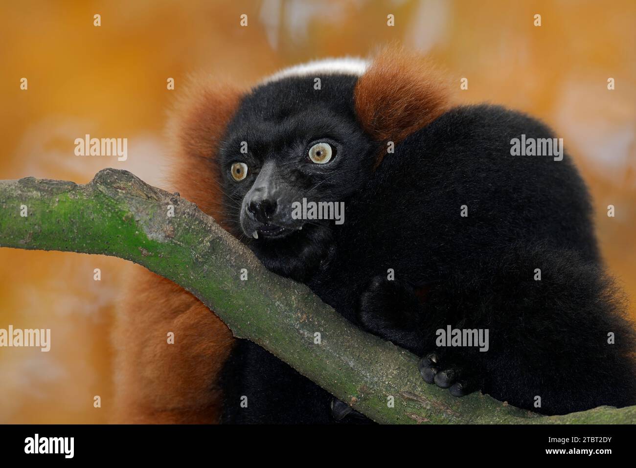 Red Vari (Varecia rubra, Varecia variegata rubra), occurring in ...