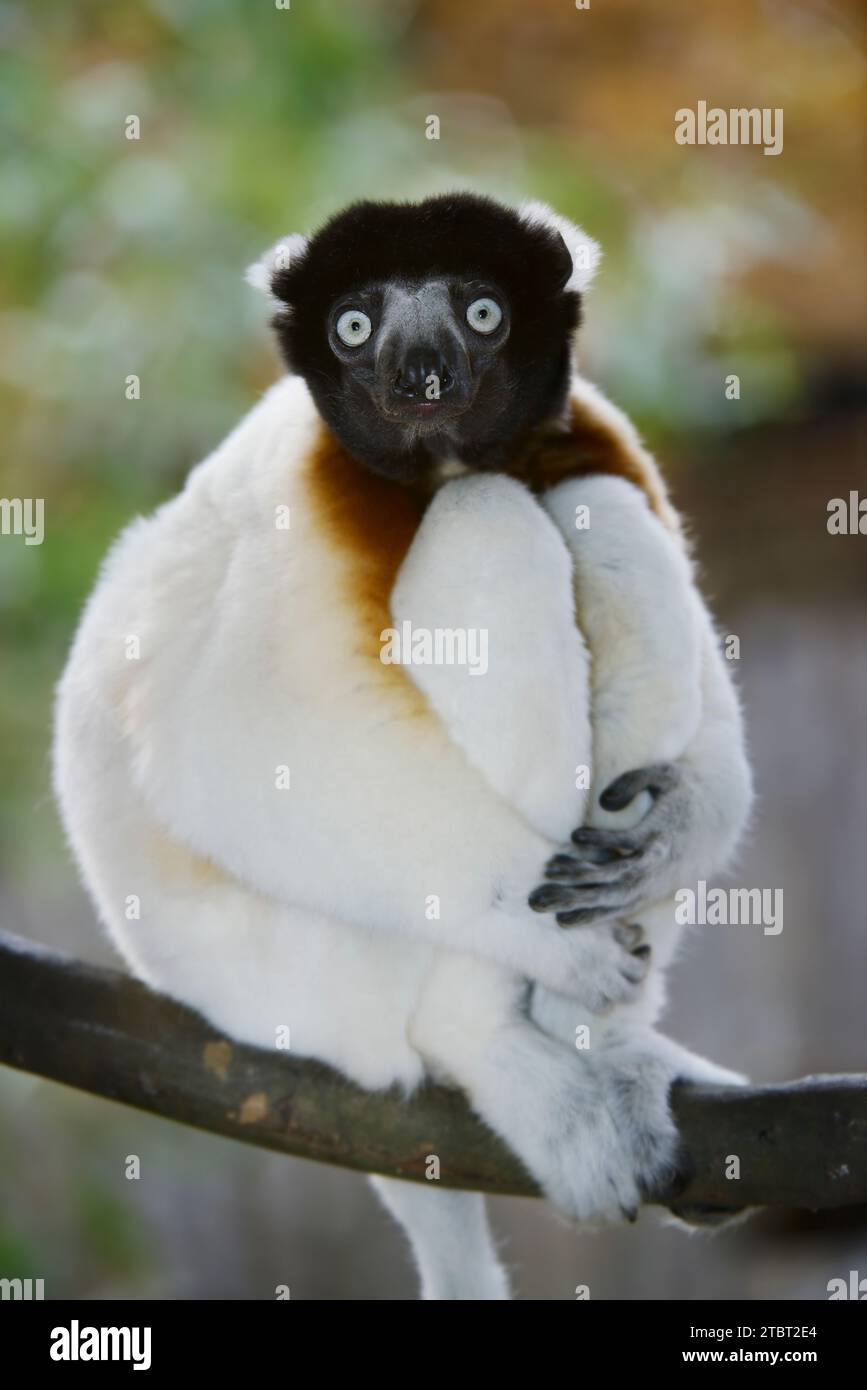 Crown sifaka (Propithecus coronatus, Propithecus verreauxi coronatus ...