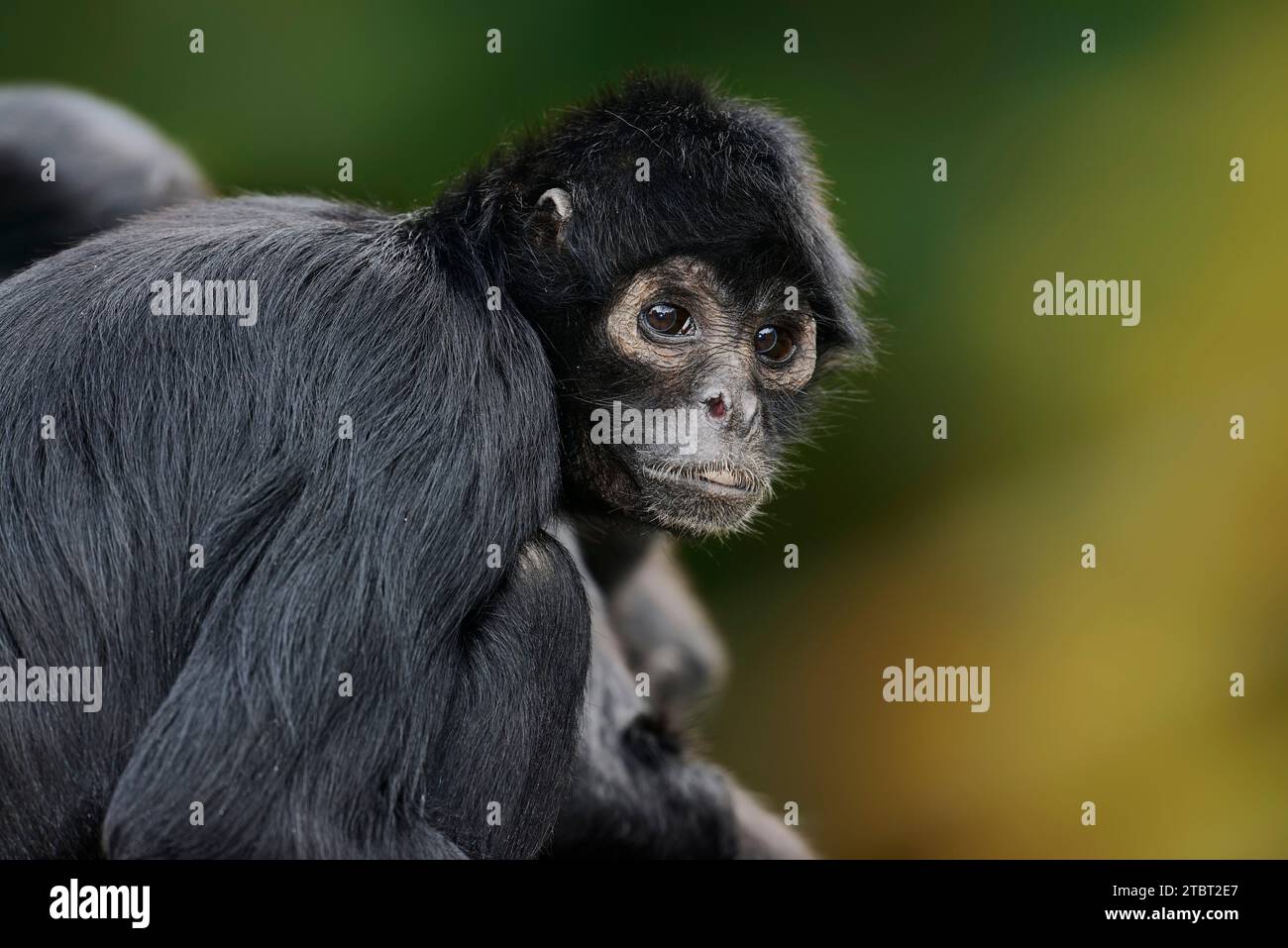 Black-headed spider monkey (Ateles fusciceps rufiventris, Ateles ...