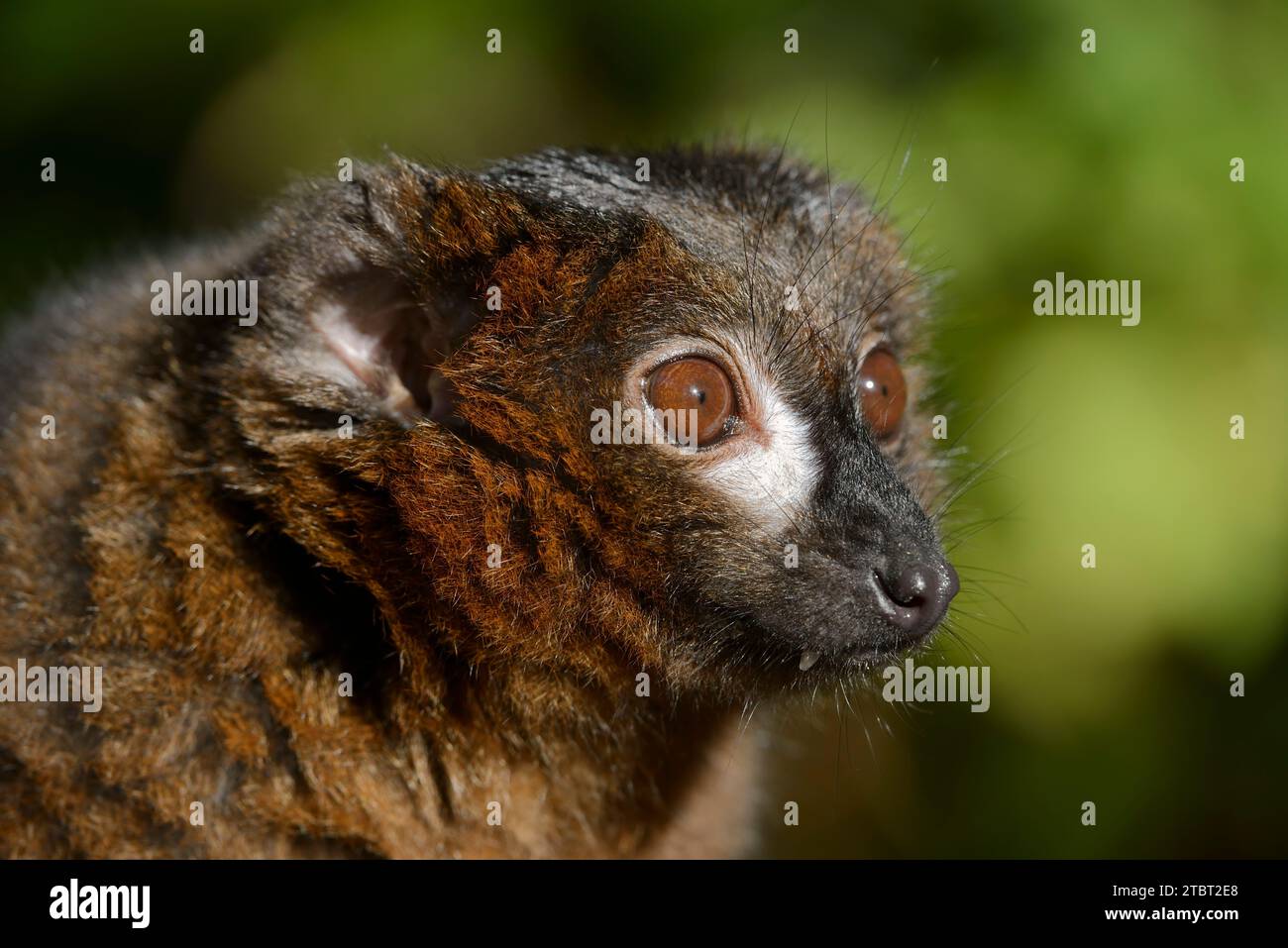 Red bellied lemurs eulemur rubriventer hi-res stock photography and ...