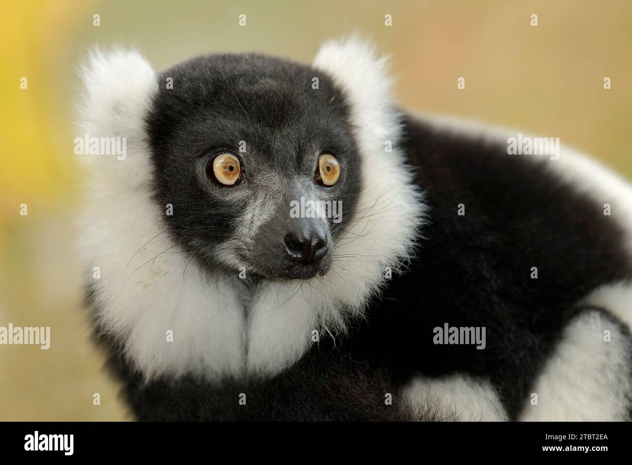 Black and white Vari (Varecia variegata), portrait, occurrence on ...