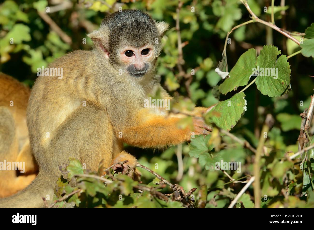 Baby squirrel monkey hi-res stock photography and images - Alamy