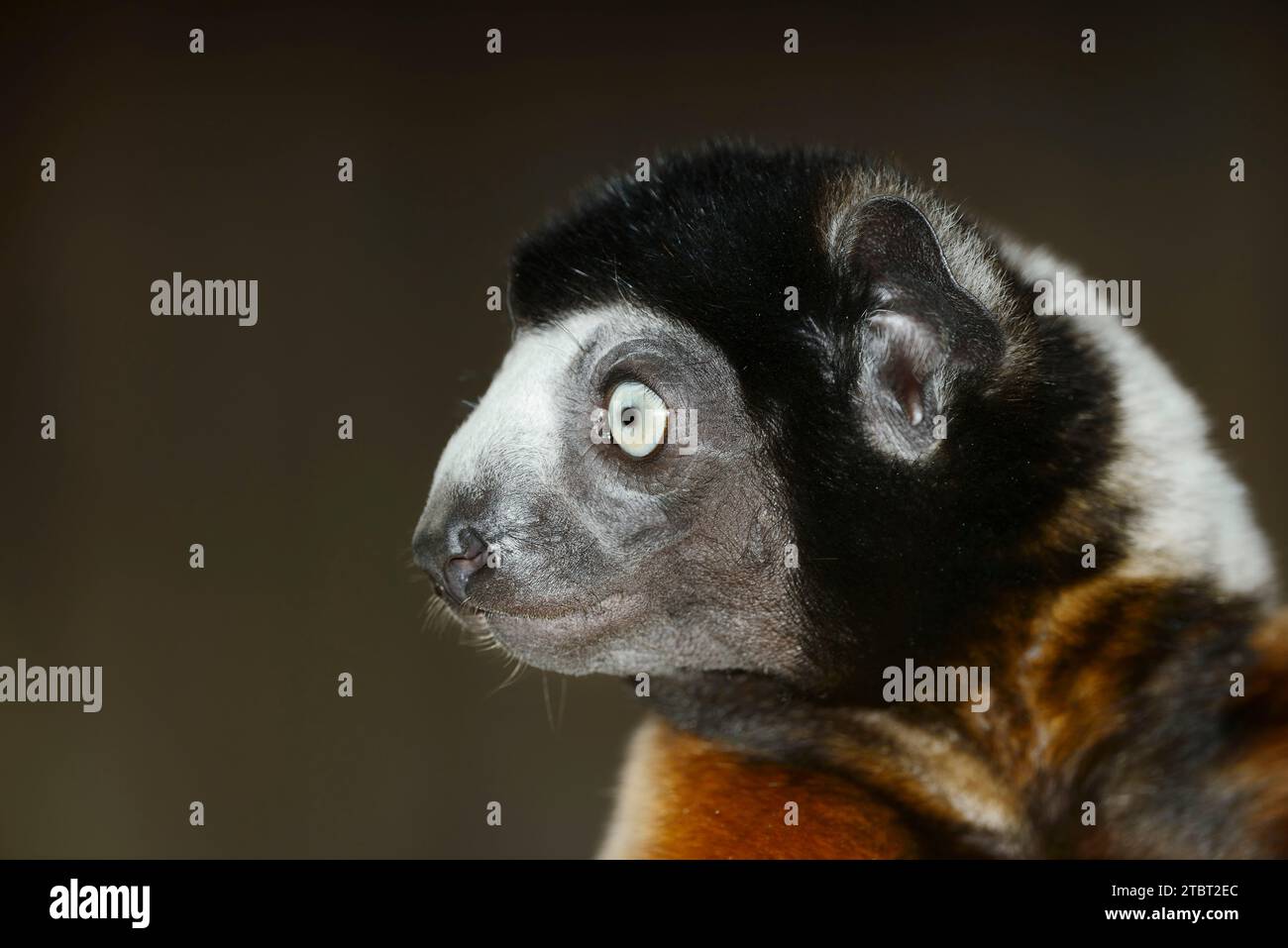 Crown sifaka (Propithecus coronatus, Propithecus verreauxi coronatus ...