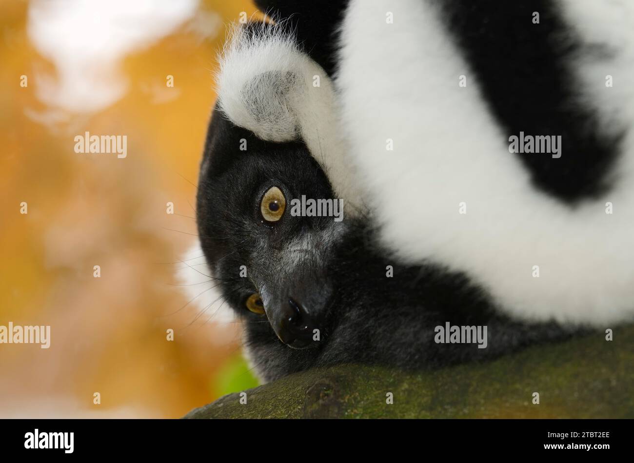 Black and white Vari (Varecia variegata), occurrence on Madagascar ...