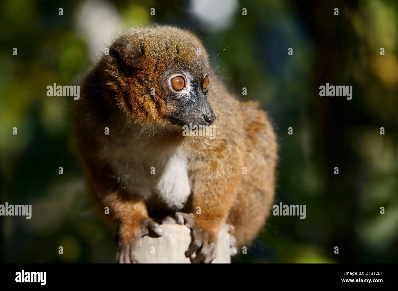 Red bellied lemurs eulemur rubriventer hi-res stock photography and ...