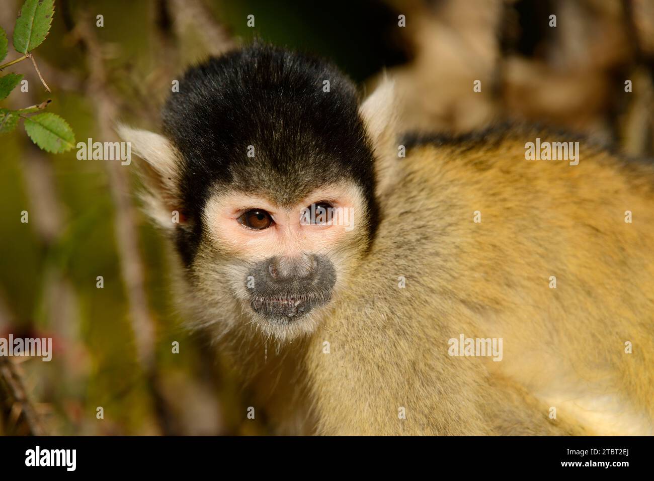 Bolivian squirrel monkey (Saimiri boliviensis Stock Photo - Alamy