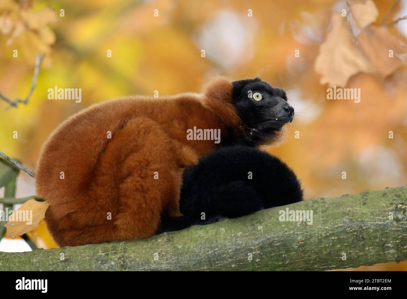Red Vari (Varecia rubra, Varecia variegata rubra), occurring in ...
