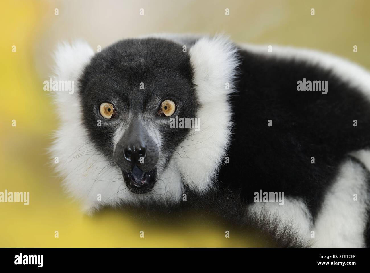 Black and white Vari (Varecia variegata), portrait, occurrence on ...