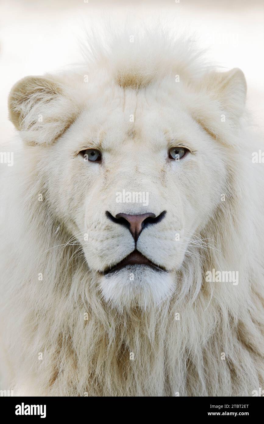 Male white lion lion hi-res stock photography and images - Alamy