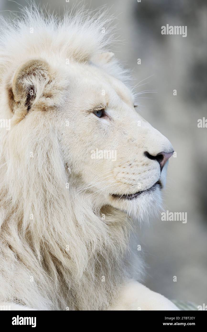 Male white lion lion hi-res stock photography and images - Alamy