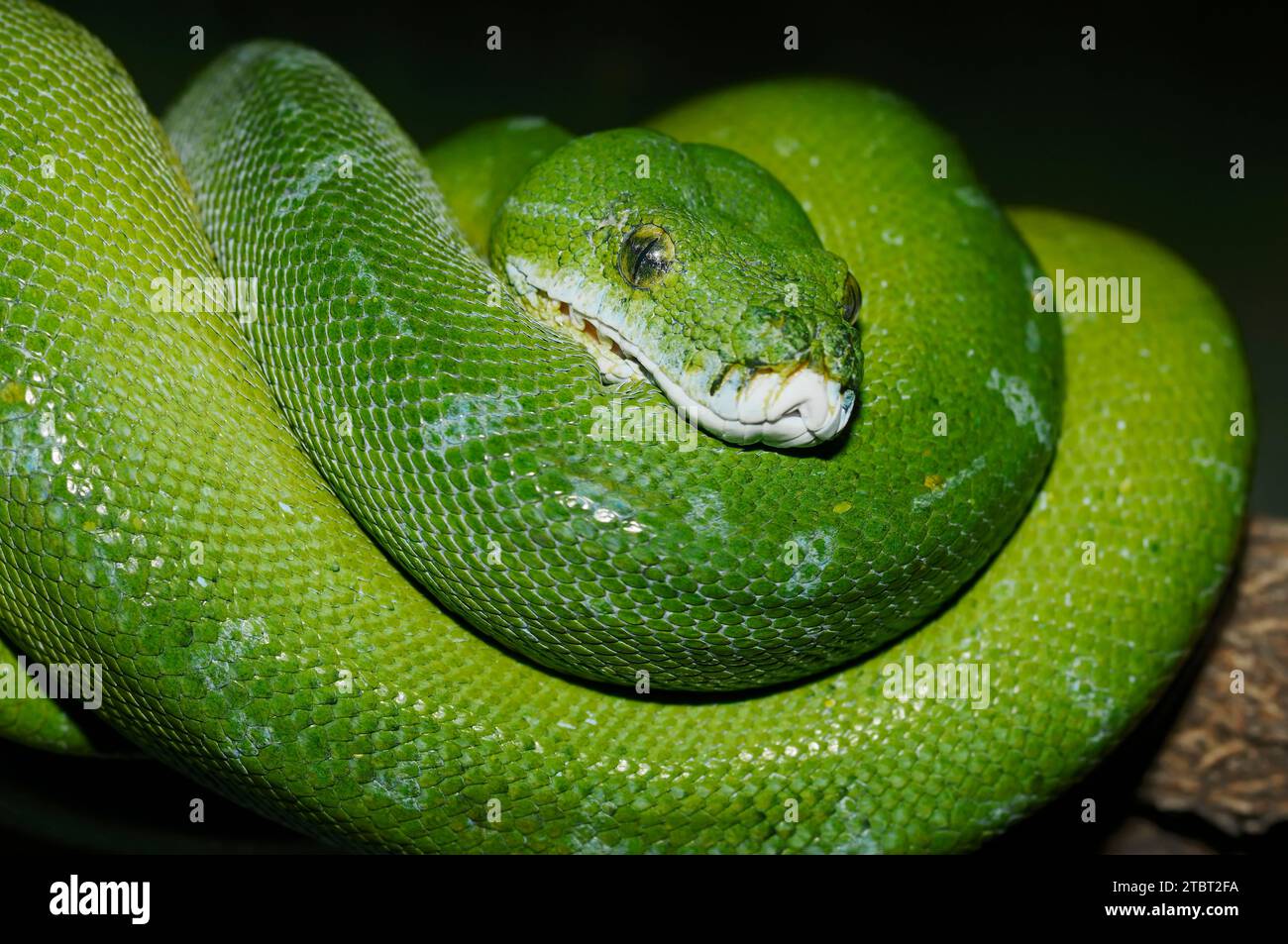 Green tree pythons hi-res stock photography and images - Alamy
