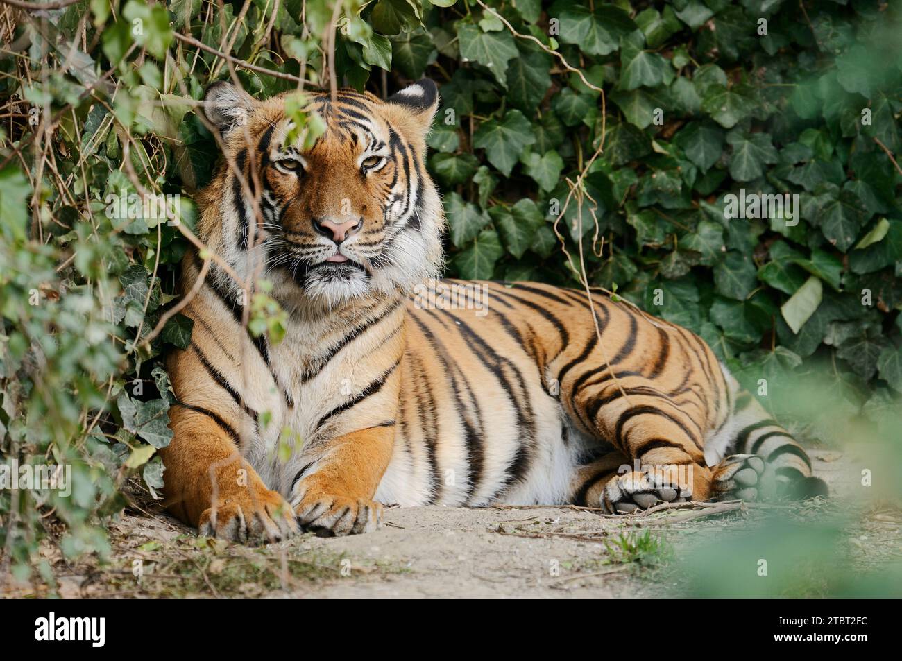 Sumatran tiger carnivores hi-res stock photography and images - Alamy