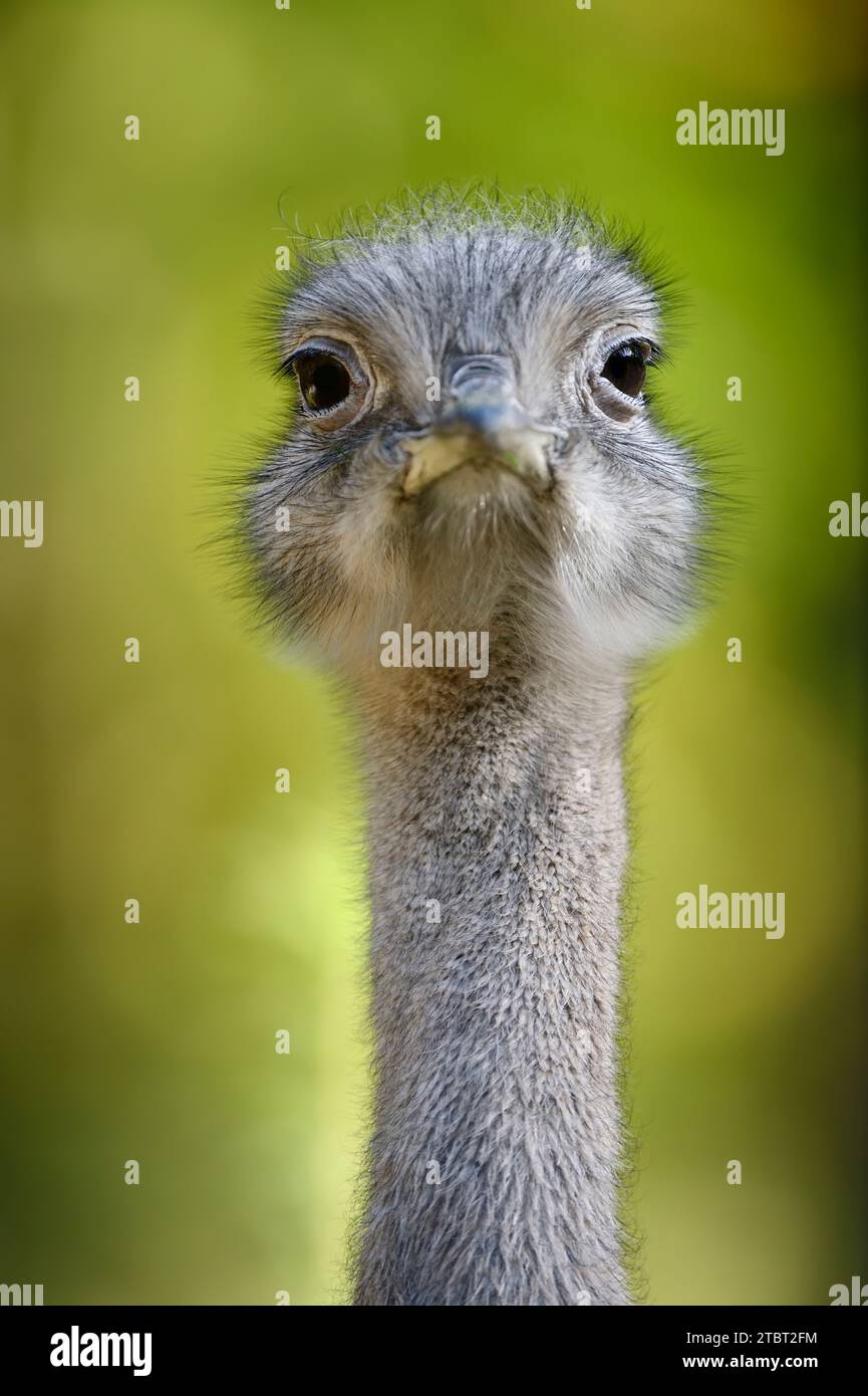 Darwin's nandu or lesser nandu (Pterocnemia pennata), portrait ...