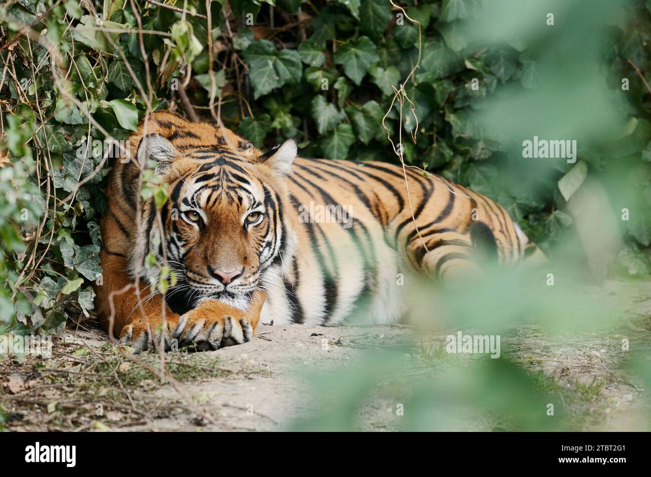 Sumatran tiger carnivores hi-res stock photography and images - Alamy