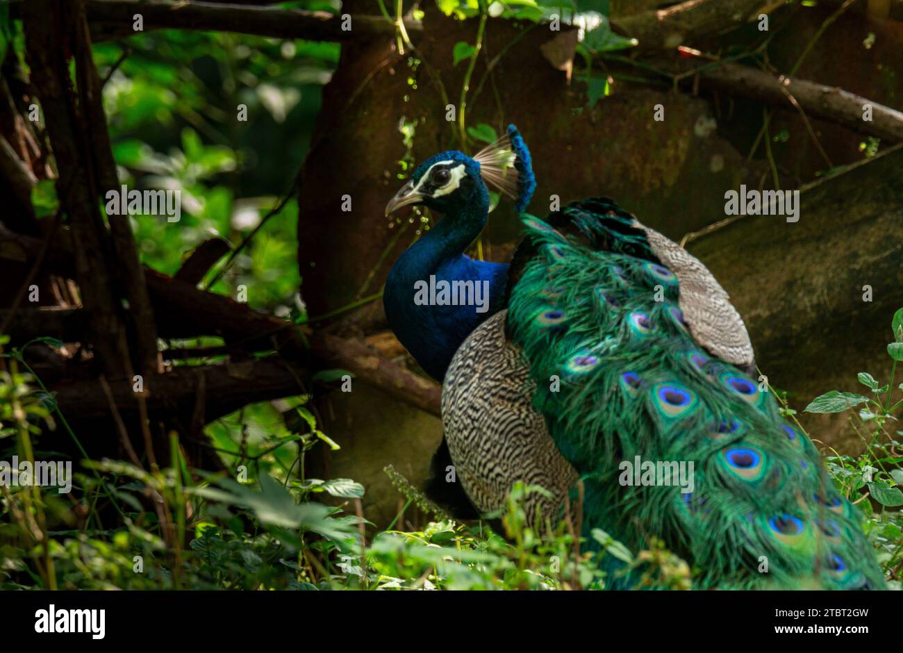 The Indian peafowl (Pavo cristatus), the common peafowl, and blue ...
