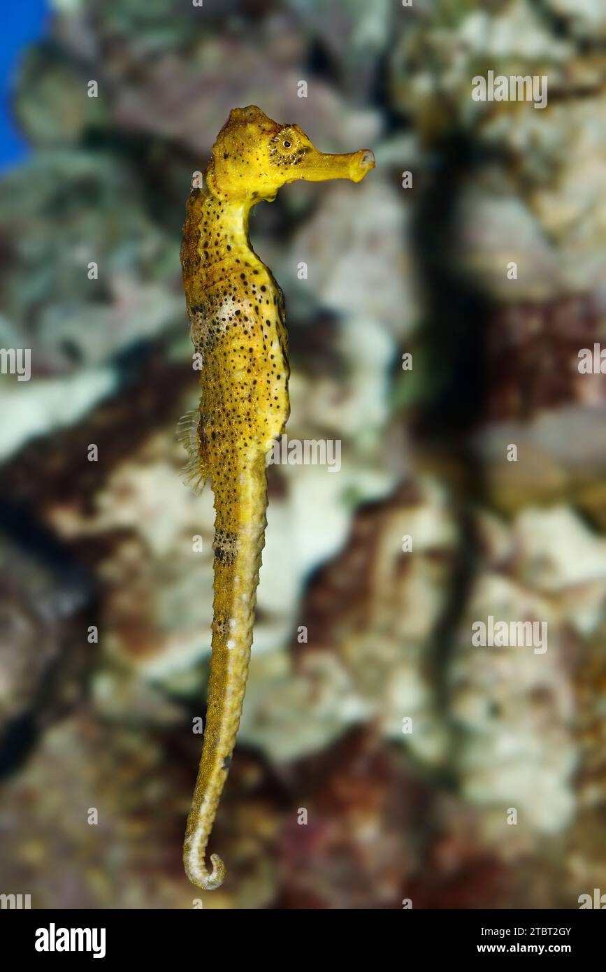 Long-snouted seahorse or long-snouted seahorse (Hippocampus reidi Stock ...