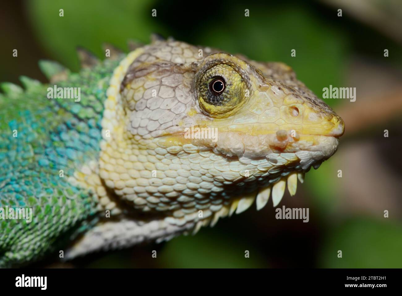 Polychrus hi-res stock photography and images - Alamy