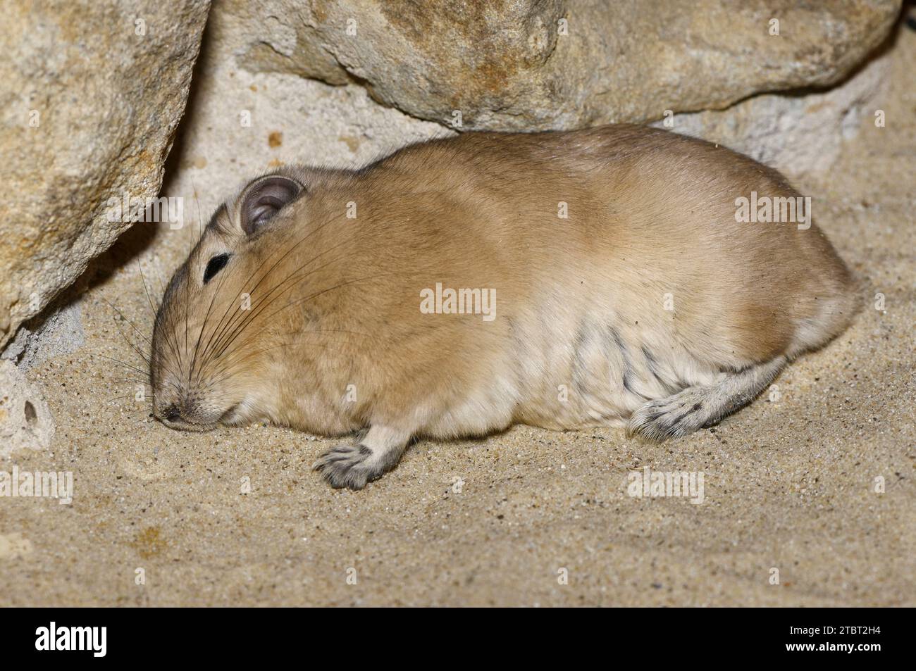 Gundi (Ctenodactylus gundi), sleeping, occurrence in North Africa Stock ...