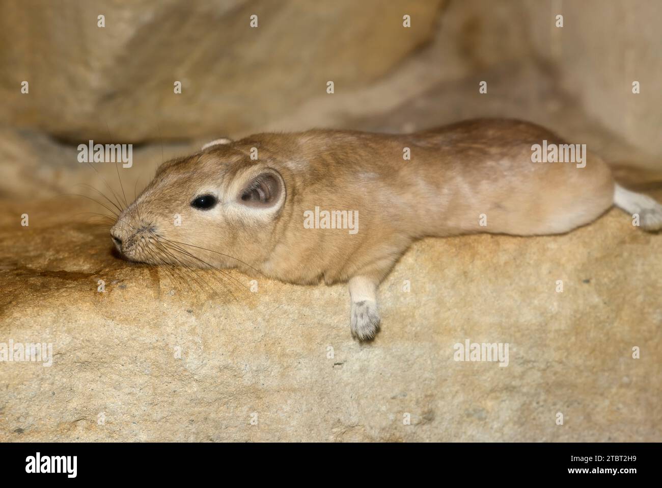 Actual gundi ctenodactylus gundi lying on a stone hi-res stock ...