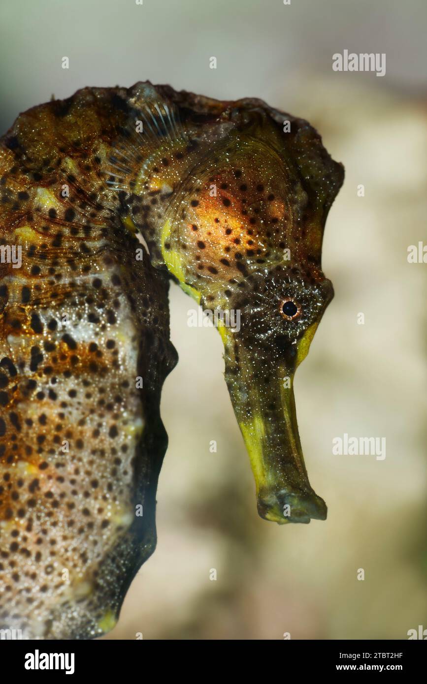 Long-snouted seahorse or long-snouted seahorse (Hippocampus reidi Stock ...