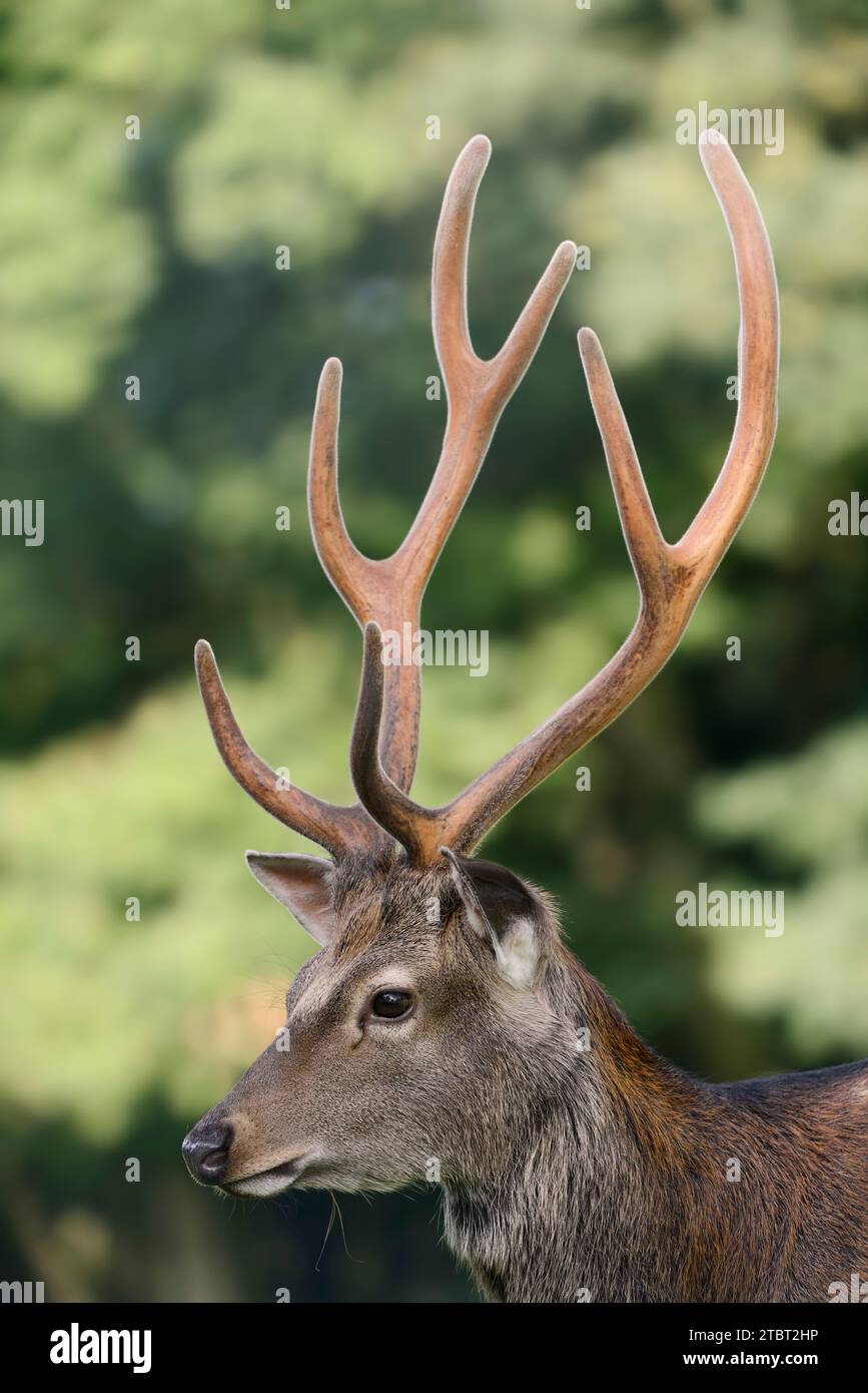 Dybowski sika deer cervus nippon hortulorum with velvet antlers hi-res ...
