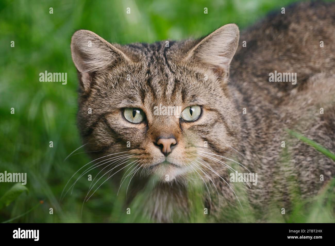 European wildcat (Felis silvestris), portrait Stock Photo - Alamy