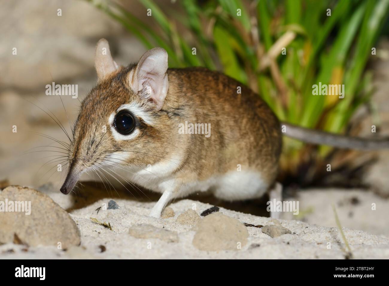 Red-brown elephant shrew (Galegeeska rufescens, Elephantulus rufescens ...
