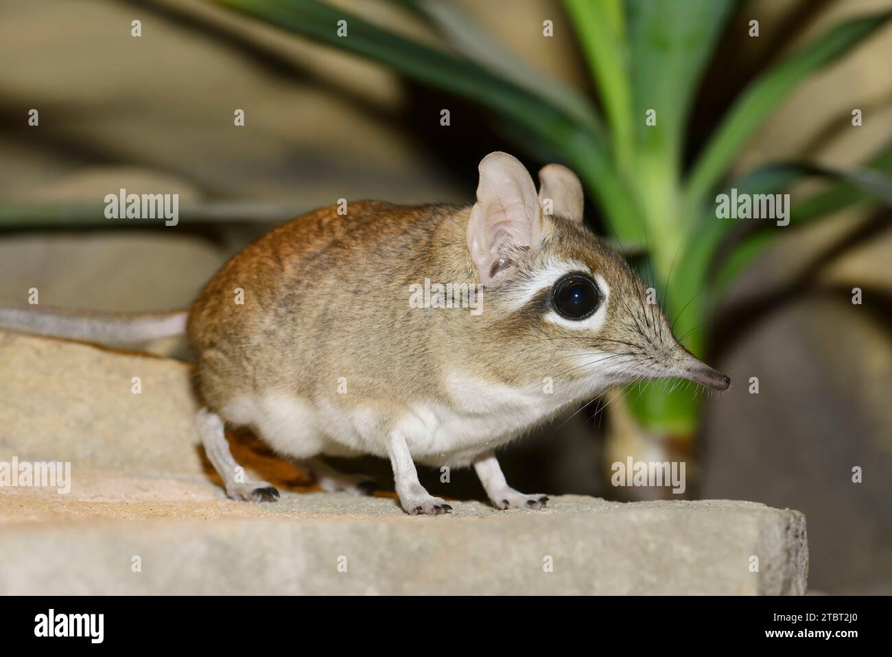Fauna of east africa hi-res stock photography and images - Alamy