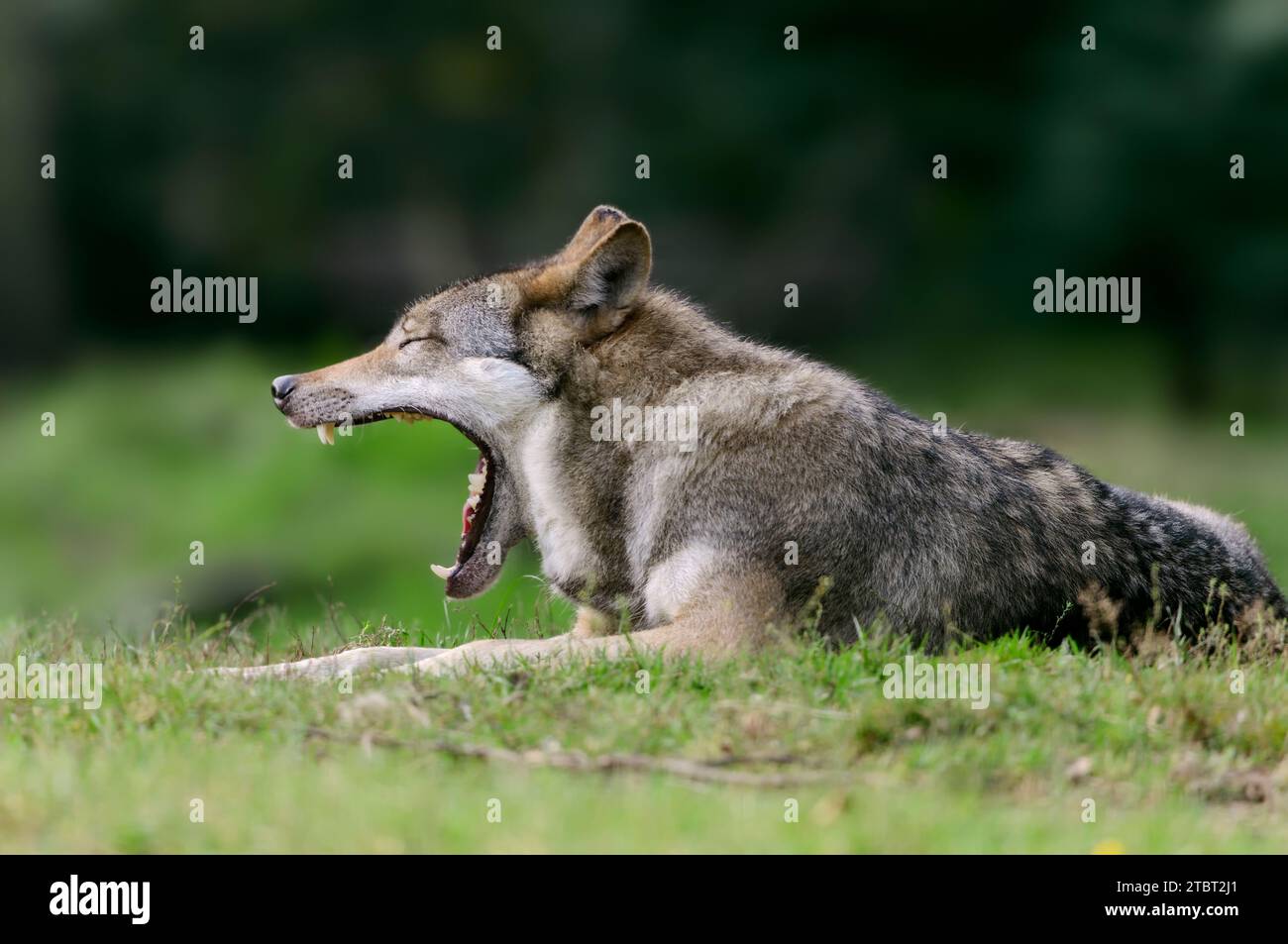 Eurasian wolf (Canis lupus lupus) lying yawning in the grass, Germany ...