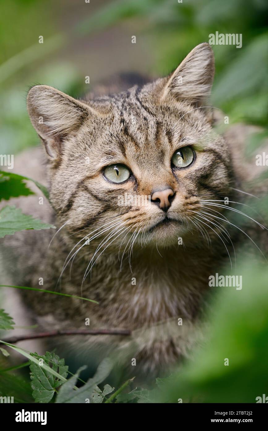 European wildcat (Felis silvestris), portrait Stock Photo - Alamy