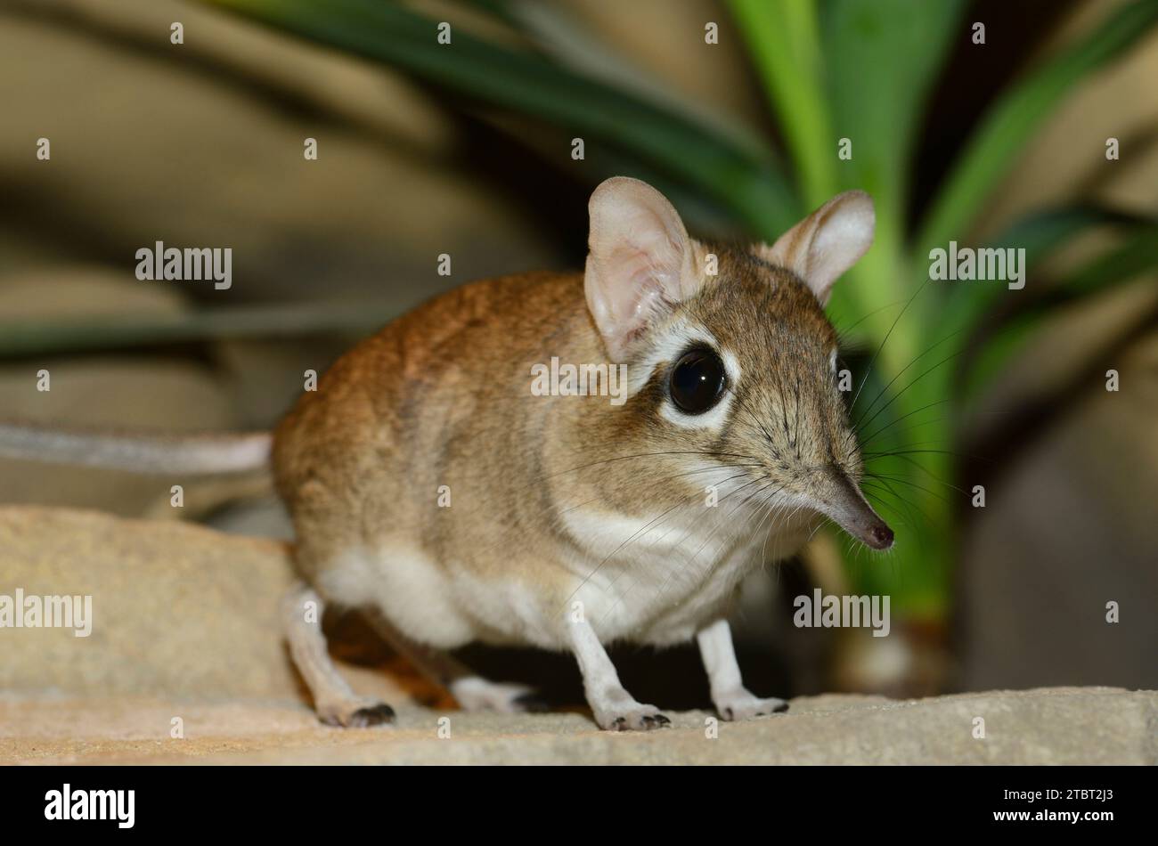 Macroscelidea hi-res stock photography and images - Alamy