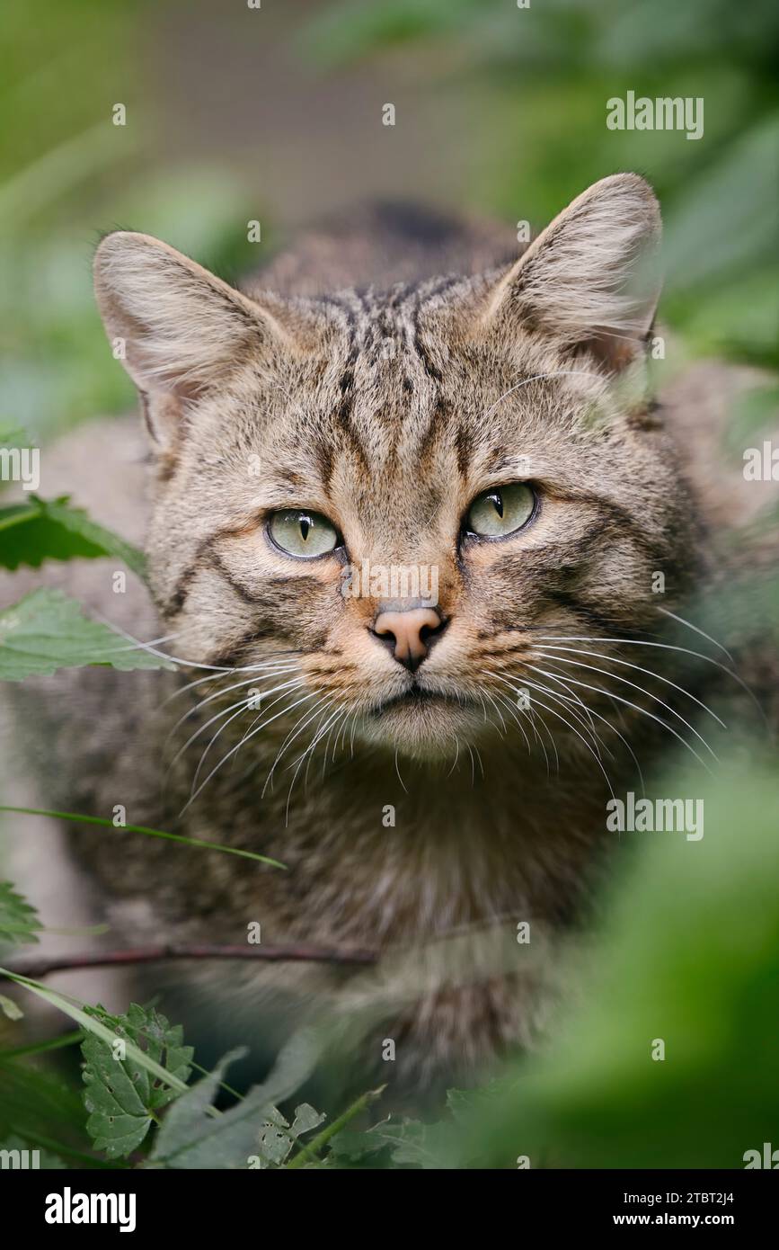 European wildcat (Felis silvestris), portrait Stock Photo - Alamy