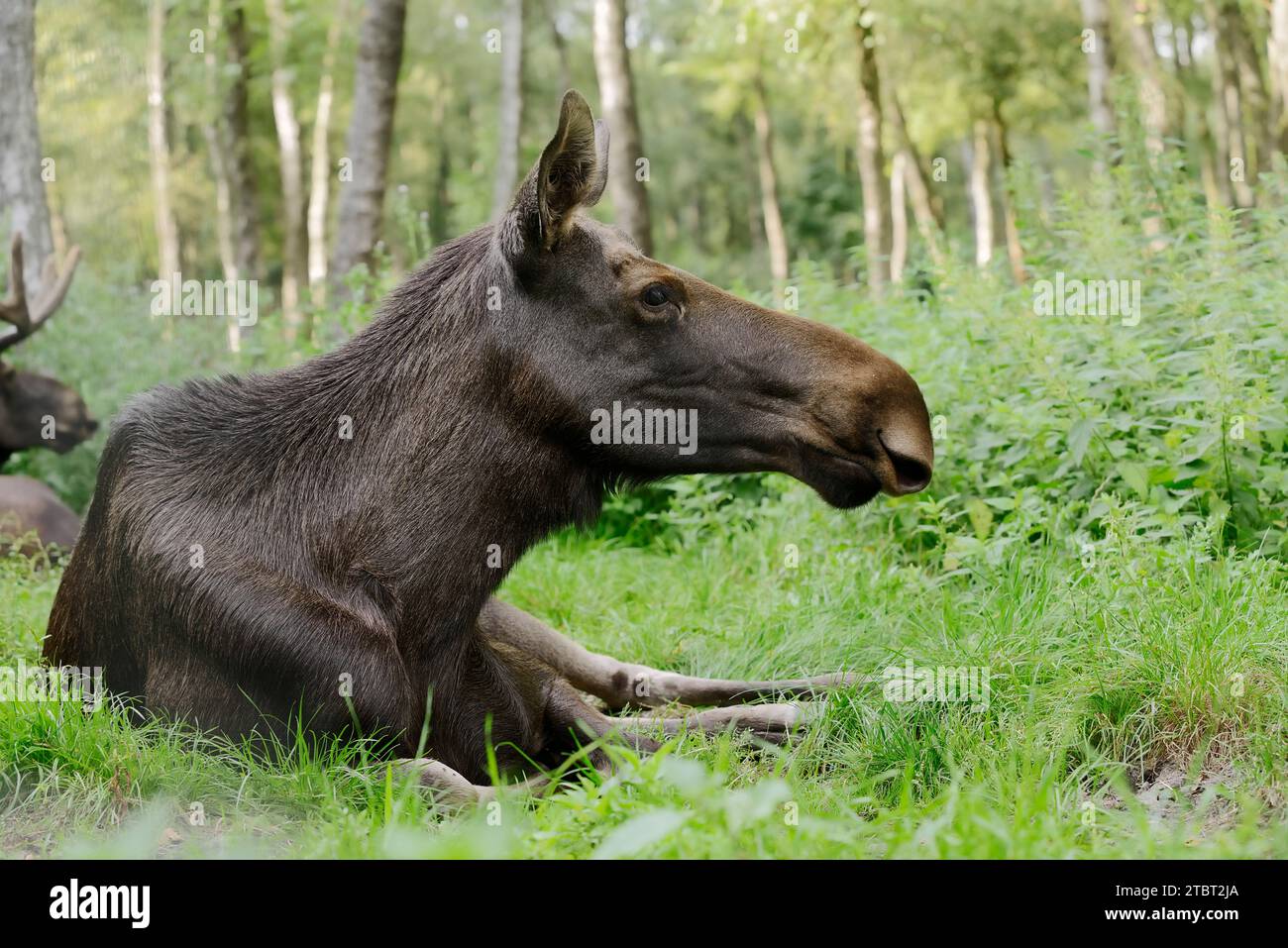 One cow elk hi-res stock photography and images - Alamy