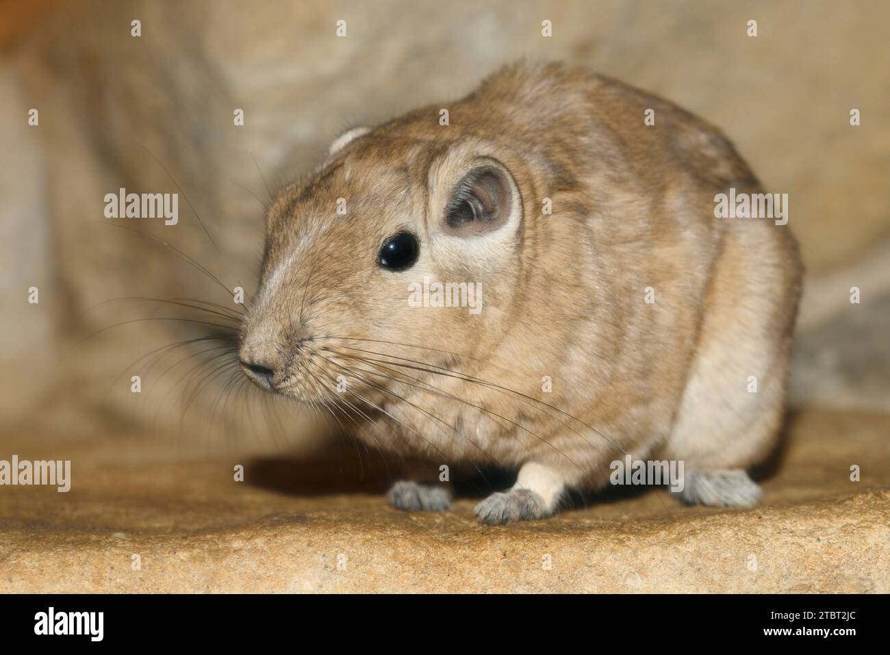 Gundi (Ctenodactylus gundi), occurrence in North Africa Stock Photo - Alamy