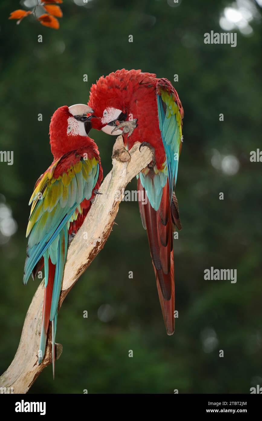 Dark red macaw or green winged macaw ara chloropterus hi-res stock ...