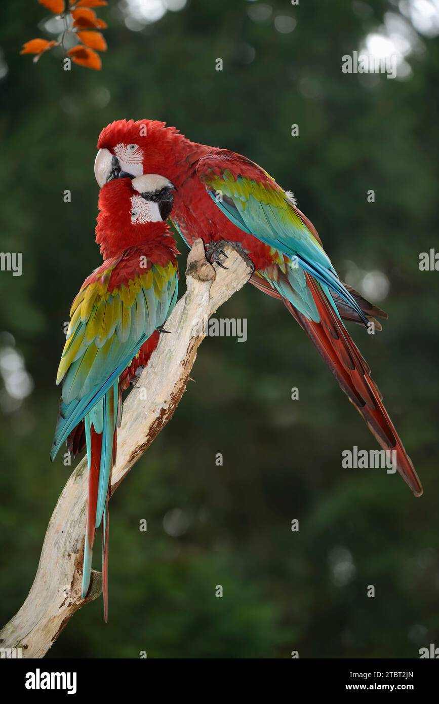 Ara parrot macaw parrots sit hi-res stock photography and images - Alamy