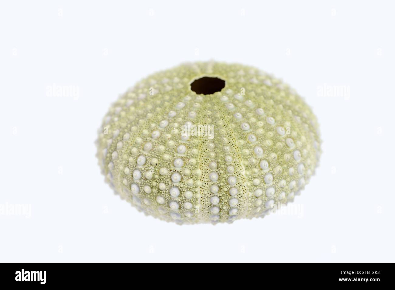 Stone urchin (Paracentrotus lividus), shell Stock Photo - Alamy